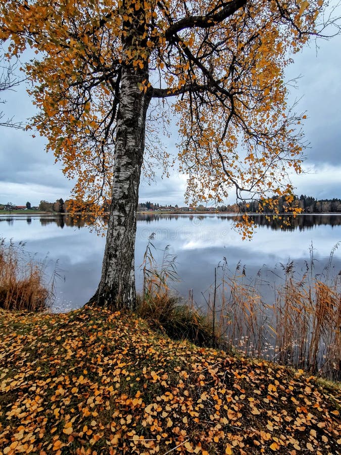 Red Orange Tree at Lake Edge Stock Photo - Image of orange, tree: 163885832