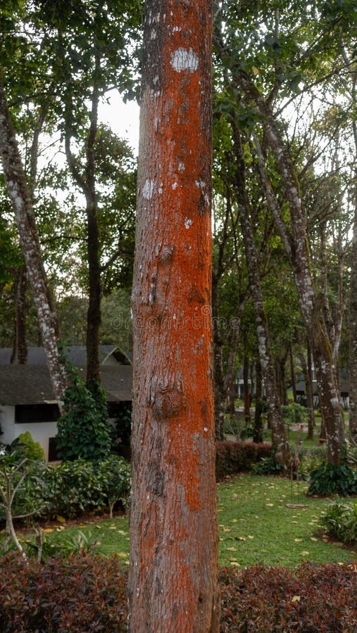 Red Orange Trentepohlia Umbrina Algae Growth on Tree Trunk Stock Image ...