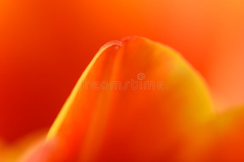Red and Orange Tulip Flower Inside Stock Image - Image of bunch, inside ...