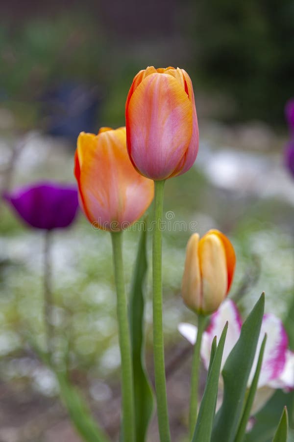 Red Orange Tulips Large Buds Grow Garden Stock Photos - Free & Royalty ...