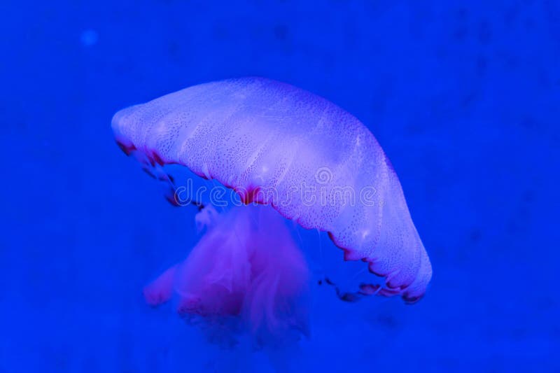 Red Orange White Big Jelly Fish in an Ocean Stock Photo - Image of ...