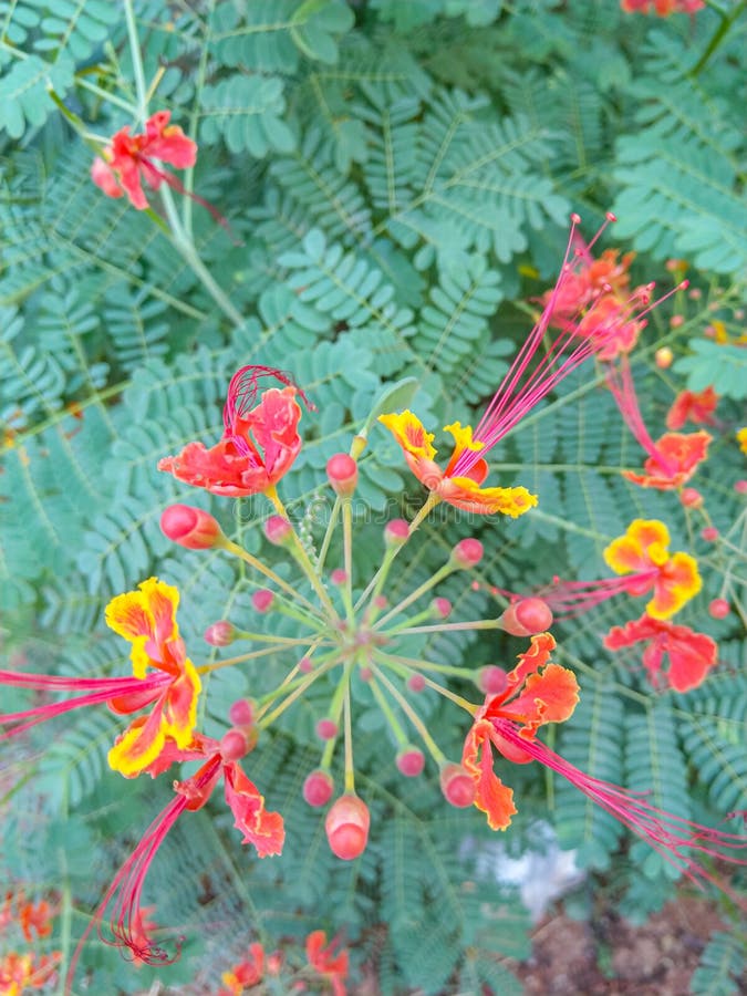 Red Orange Yellow Colored Peacock Flower Stock Image - Image of colored ...
