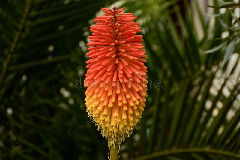 Red Orange and Yellow Flowers Peru South America Stock Image - Image of ... Red Orange and Yellow Flowers Peru South America Stock Image - Image of ...