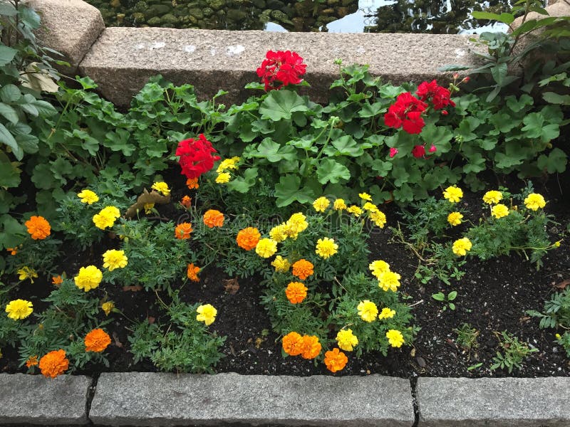 Red, Orange and Yellow Flowers Stock Photo - Image of side, plant ...