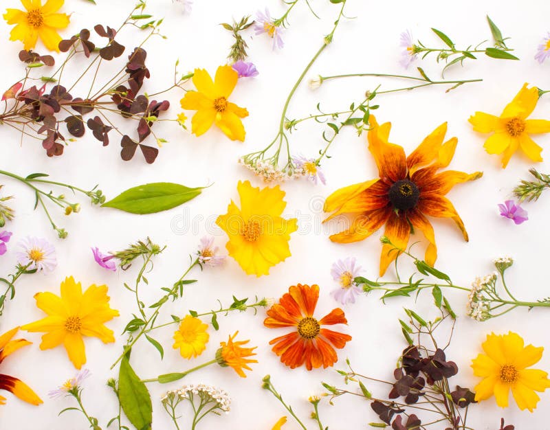 Red, Orange, Yellow Flowers On A White Background. Stock Image - Image ...