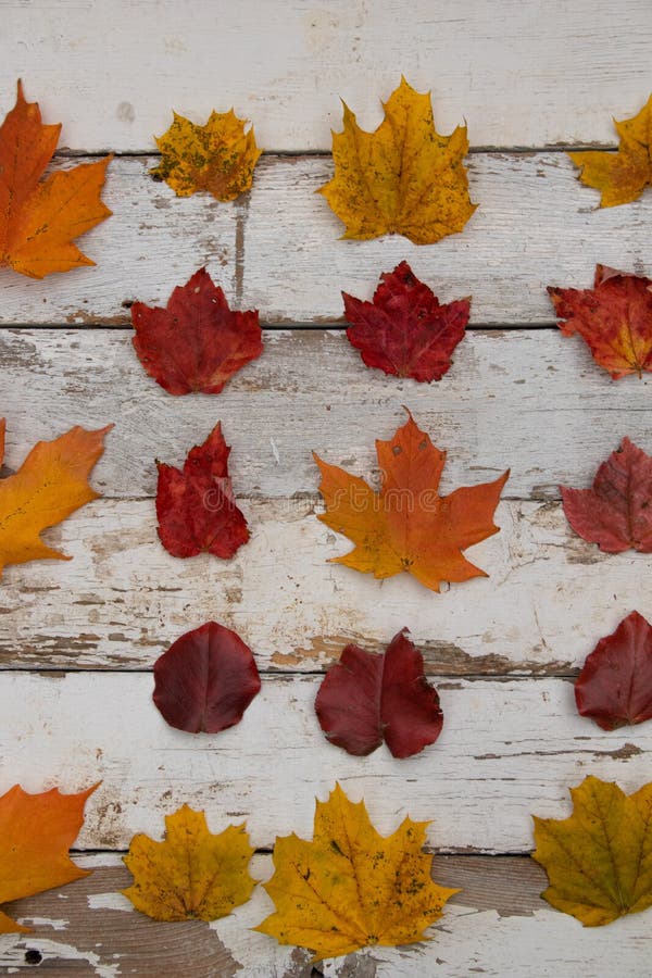 Fall Leaves on a Horizontal Rustic Boards Painted White Stock Photo ...