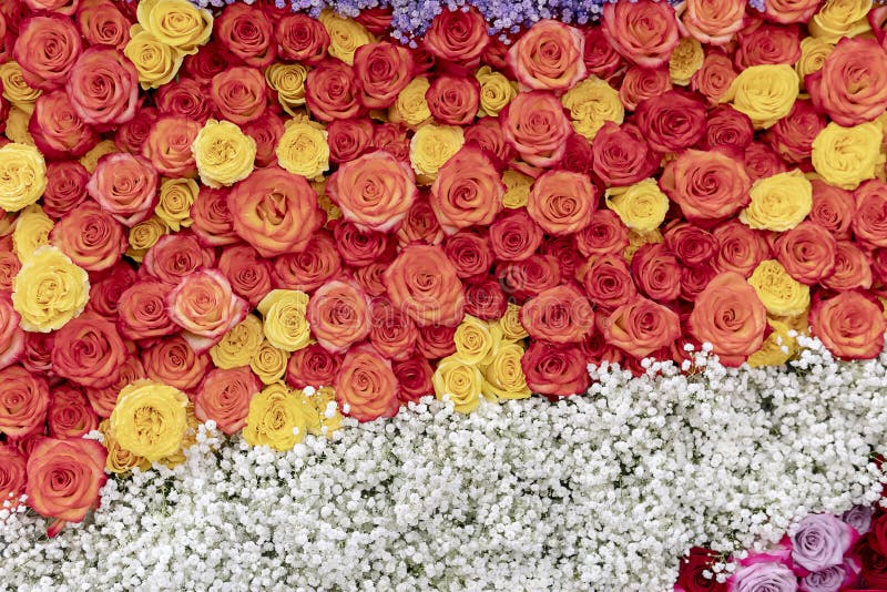 Red, Orange and Yellow Roses Background Stock Photo - Image of blossom ...