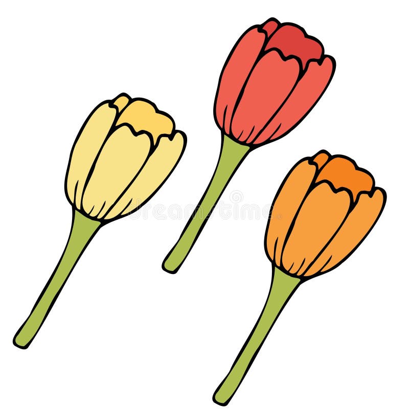 Red, Orange and Yellow Spring Tulips, Vector Color Isolated Design ...