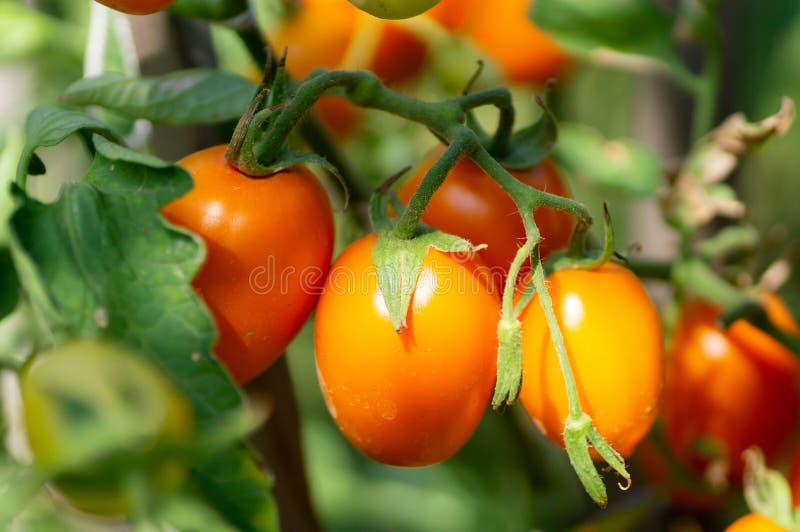 Red, Orange, Yellow Tomatoes in the Vegetable Garden Stock Image ...
