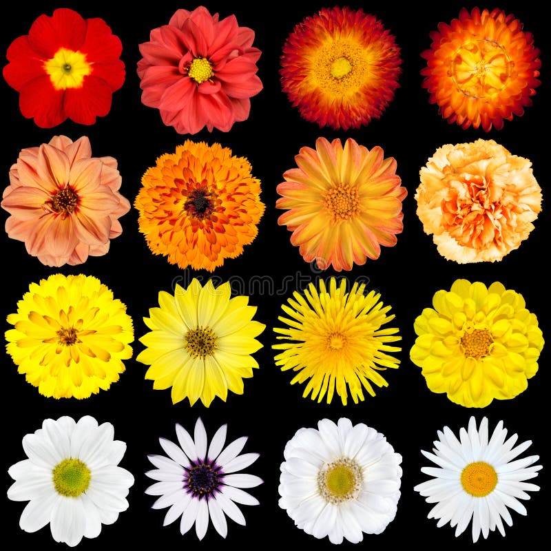 Red, Orange, Yellow and White Flowers Isolated Stock Photo - Image of ...