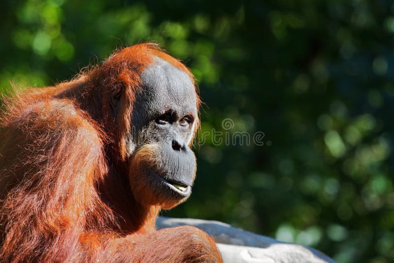 Red Orangutang stock photo. Image of eating, humorous - 16212132