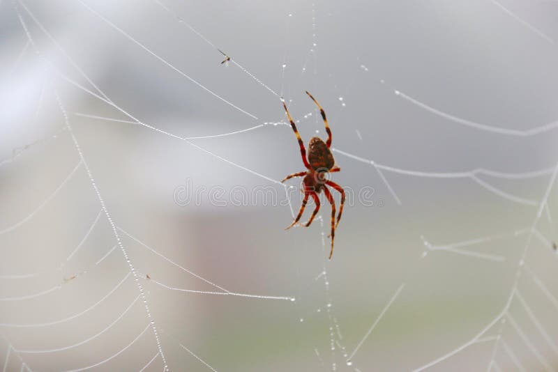 Red Orb Weave Spider stock image. Image of flyn, tiny - 174082831