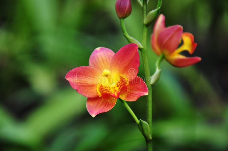 Red Orchid stock image. Image of rain, plant, orchis - 13303235