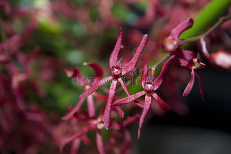 Red Orchid stock image. Image of conformity, agriculture - 15392027