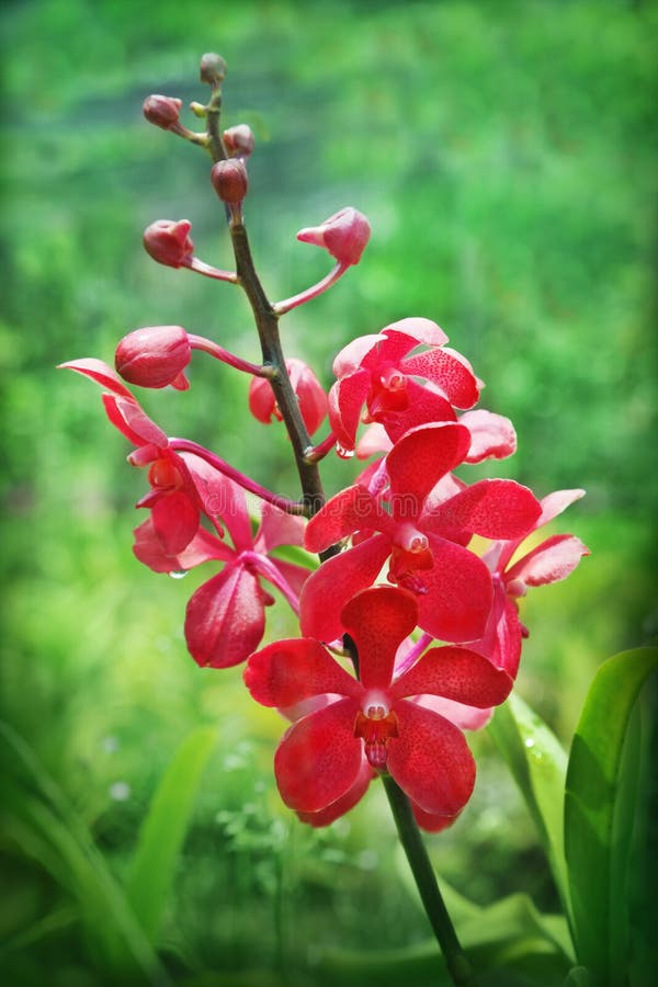 Red orchid stock image. Image of blossoms, closeup, fragrant - 24331531