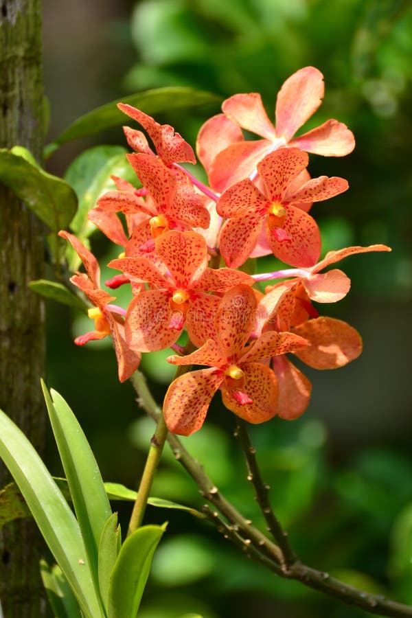 Red orchid stock image. Image of botanical, close, exotic - 27277119