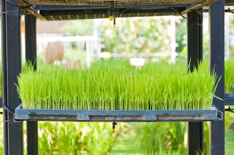 Orchid Aerial Root, Cross Section Stock Photo - Image of cambium ...