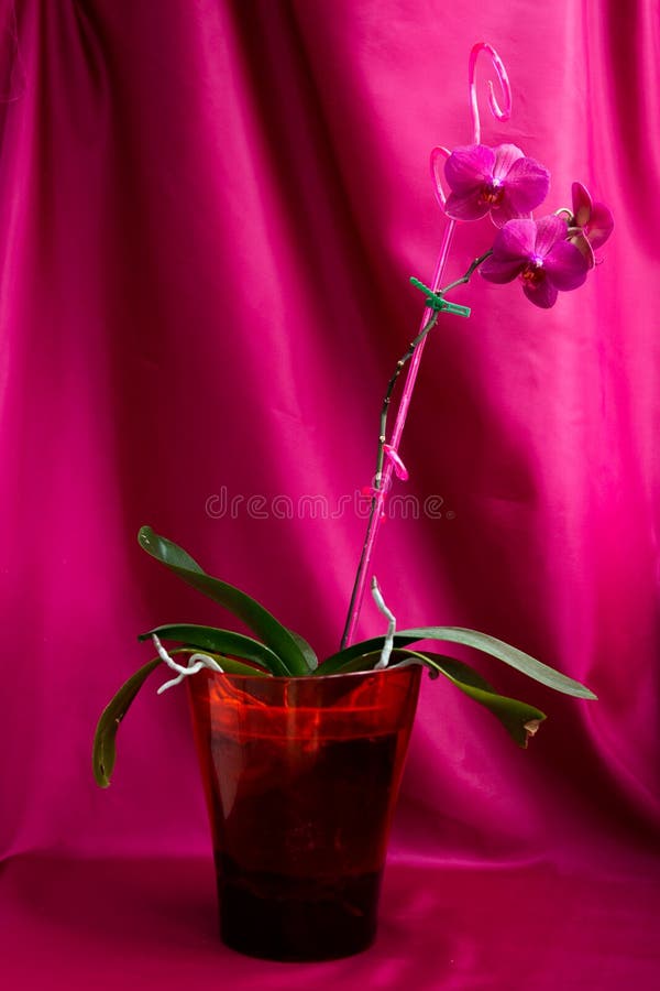 Red Orchid on a Red Background Stock Photo - Image of botanical ...