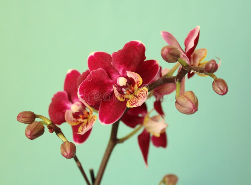 Orchid stock image. Image of romance, line, houseplant - 36442195