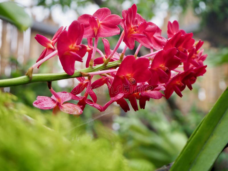 Red orchid stock photo. Image of petal, white, orchids - 138180520
