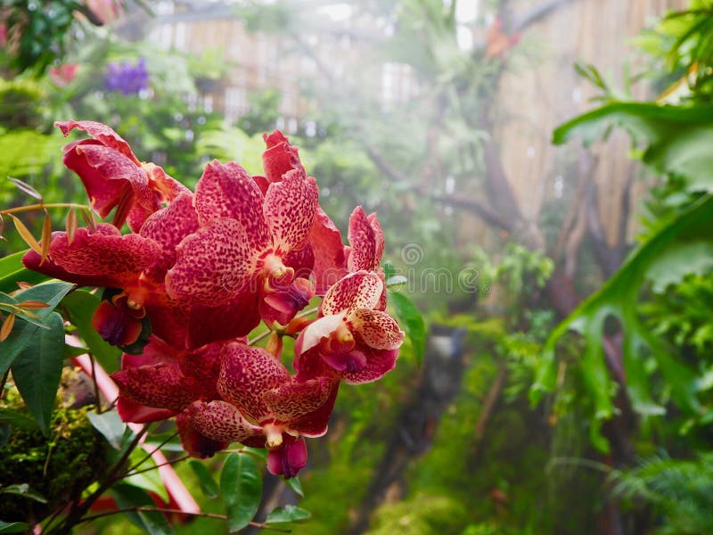 Red orchid stock photo. Image of romantic, floral, plant - 138182242