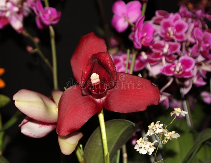 Red Orchid stock photo. Image of colorful, petal, plant - 269418410