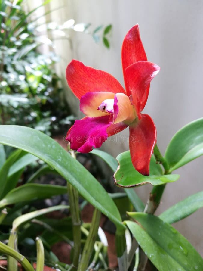 Red orchid stock photo. Image of romantic, decoration - 144975060