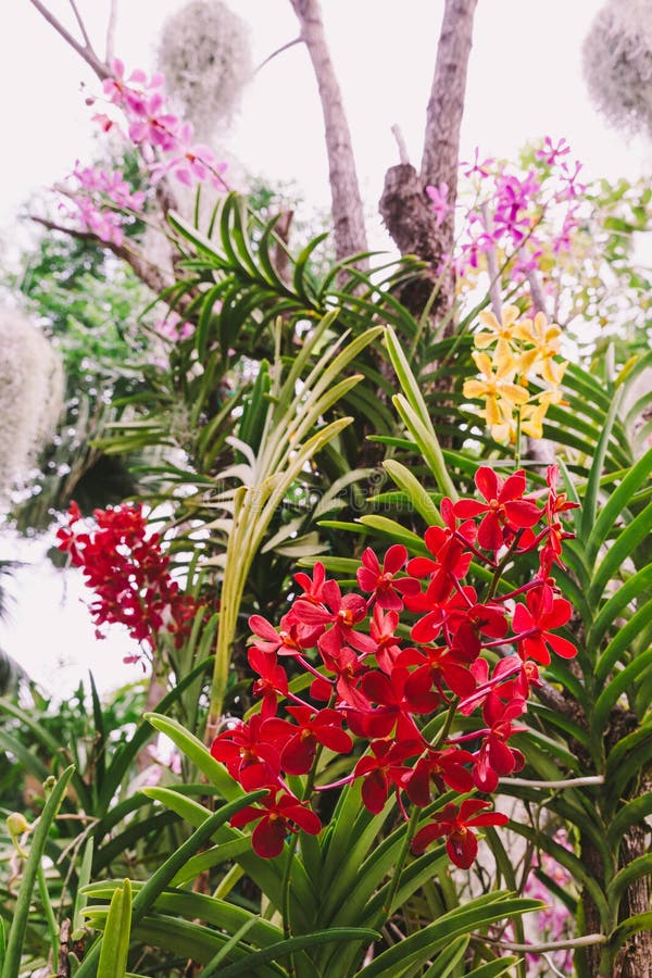 Red Orchid and Colorful Orchid with Leaves Background Stock Photo ...