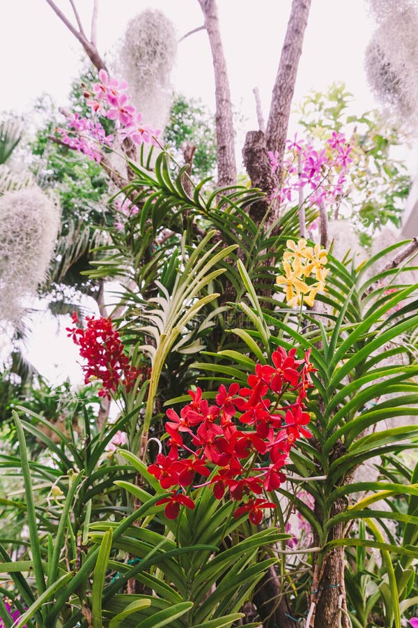 Red Orchid and Colorful Orchid with Leaves Background Stock Image ...