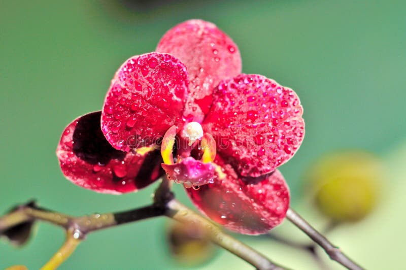 Red Orchid stock photo. Image of exotic, close, arrangement - 52295116