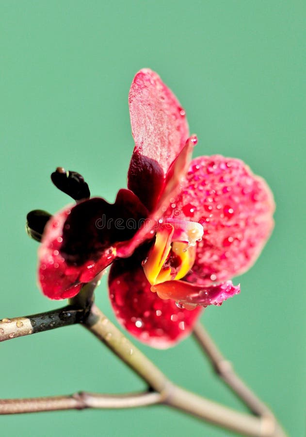 Red Orchid stock photo. Image of arrangement, environment - 52296048