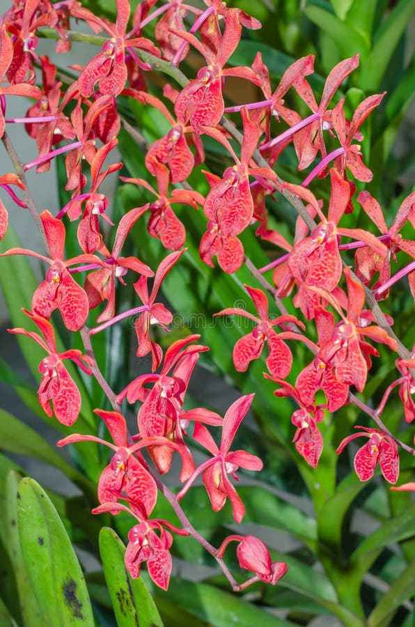 Red Orchid Flower in Botanical Garden. Stock Image - Image of blossom ...