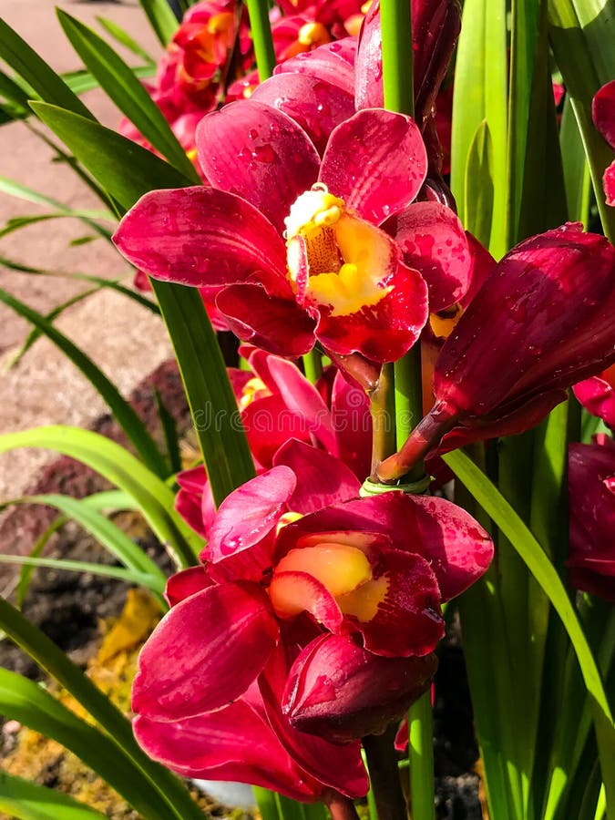 Red orchid flower stock image. Image of background, bush - 172973503