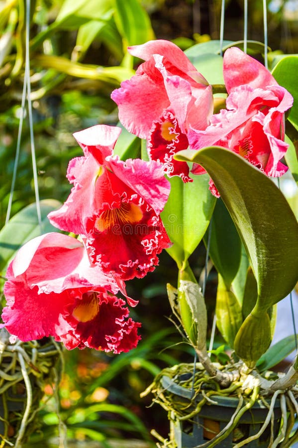 Red orchid flower stock image. Image of natural, blossom - 46567331