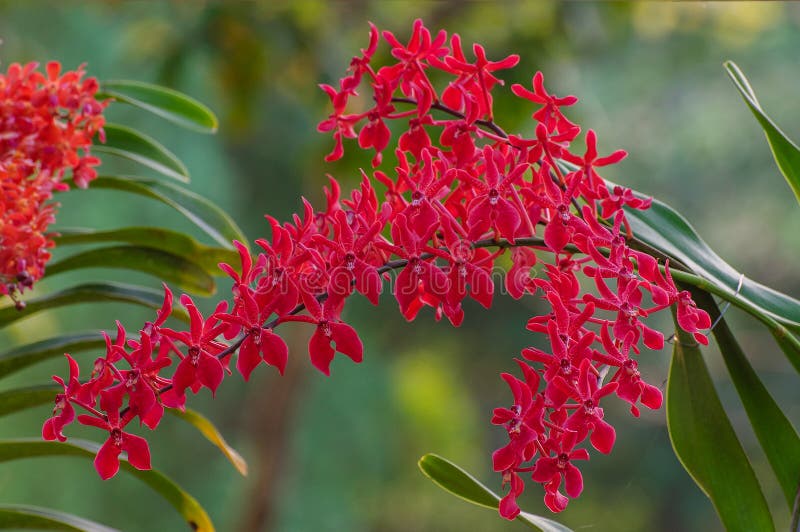 Red orchid flowers stock image. Image of beauty, park - 36651995