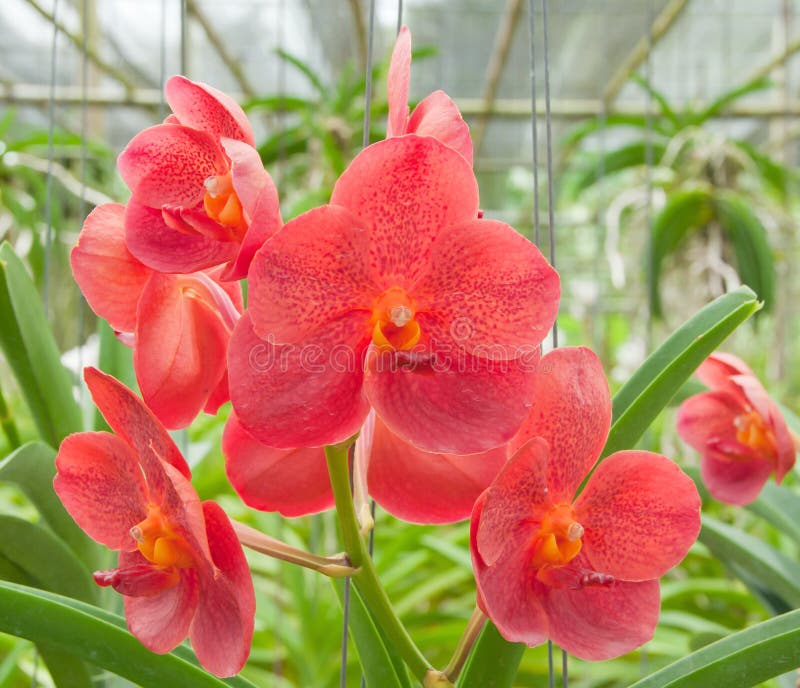 Red orchid flowers stock image. Image of elegant, botany - 33207833