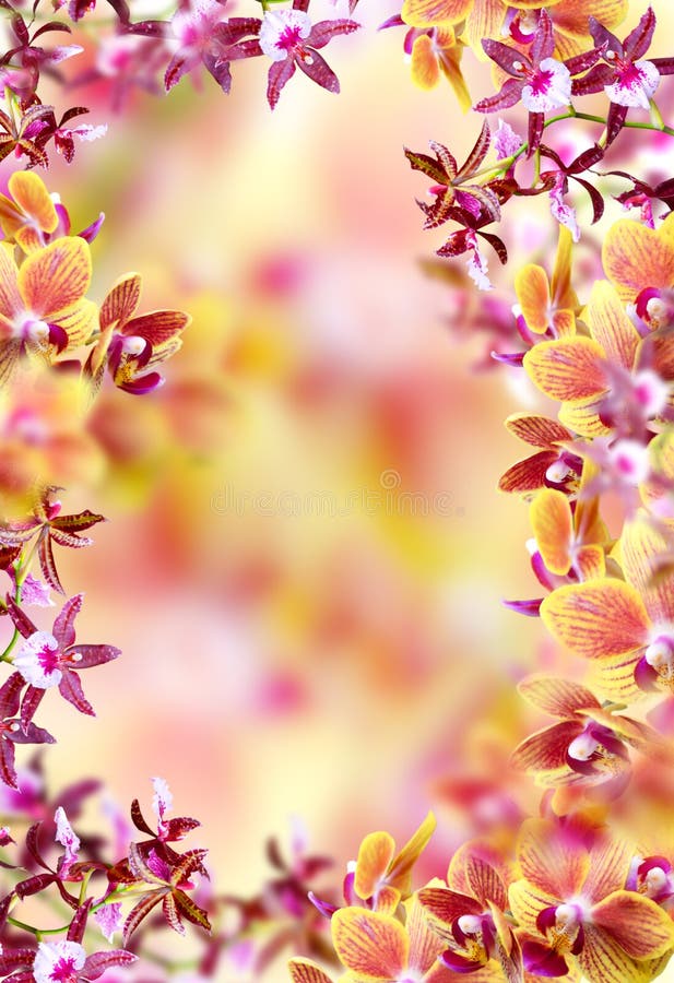 13,300 Orchid Frame Stock Photos - Free & Royalty-Free Stock Photos ...
