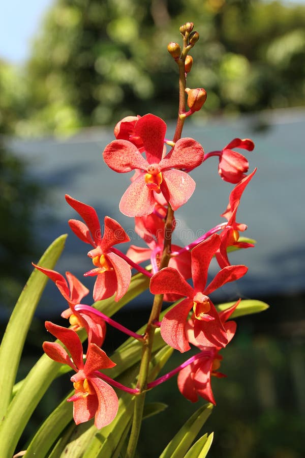 Red Orchid stock image. Image of flower, botany, plant - 35984467