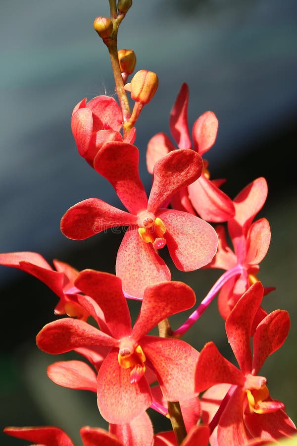 Red Orchid stock photo. Image of bloom, botany, bunch - 35984484