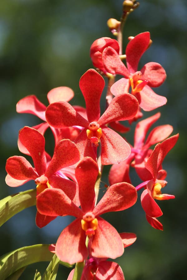 Red Orchid stock photo. Image of floral, flower, phalaenopsis - 35984494