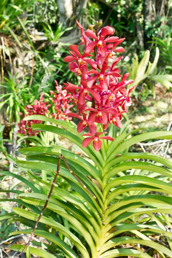 Red Orchid stock image. Image of bloom, blossom, flower - 58934903