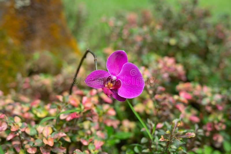 Red Orchid Growing Under a Tree on Green Grass Stock Image - Image of ...