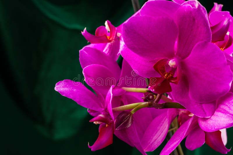 Red orchid stock photo. Image of pestle, dark, flowers - 53663622