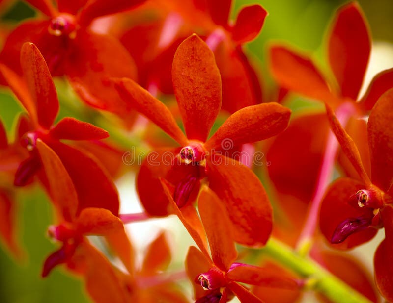 Red Orchids stock image. Image of garden, exotic, star - 14131179