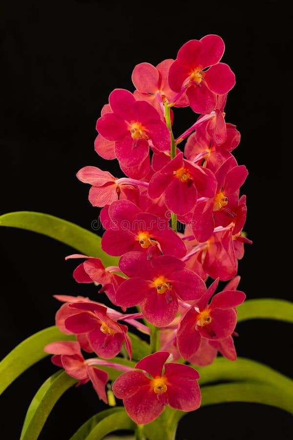 Red Orchids Displayed in the Contest Stock Photo - Image of botany ...