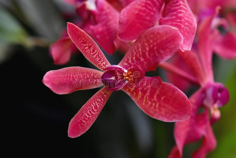 Red orchids flower stock photo. Image of branch, orchids - 222006344