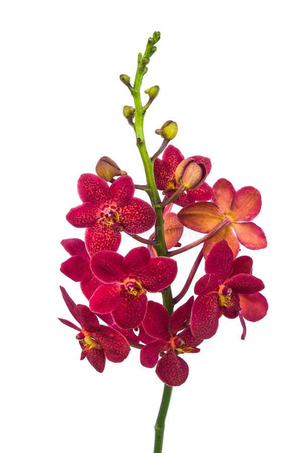 Orchids stock vector. Illustration of abstract, flora - 52185327