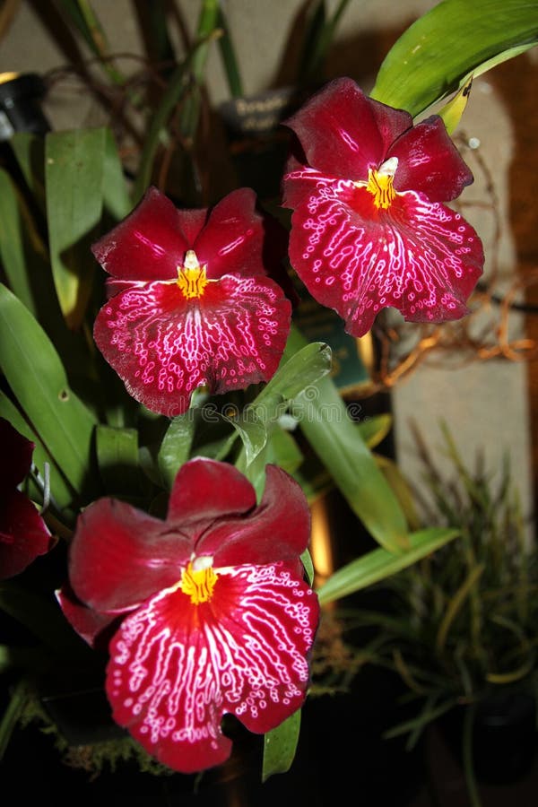 Red Orchids stock image. Image of orchid, blossom, shape - 109580739