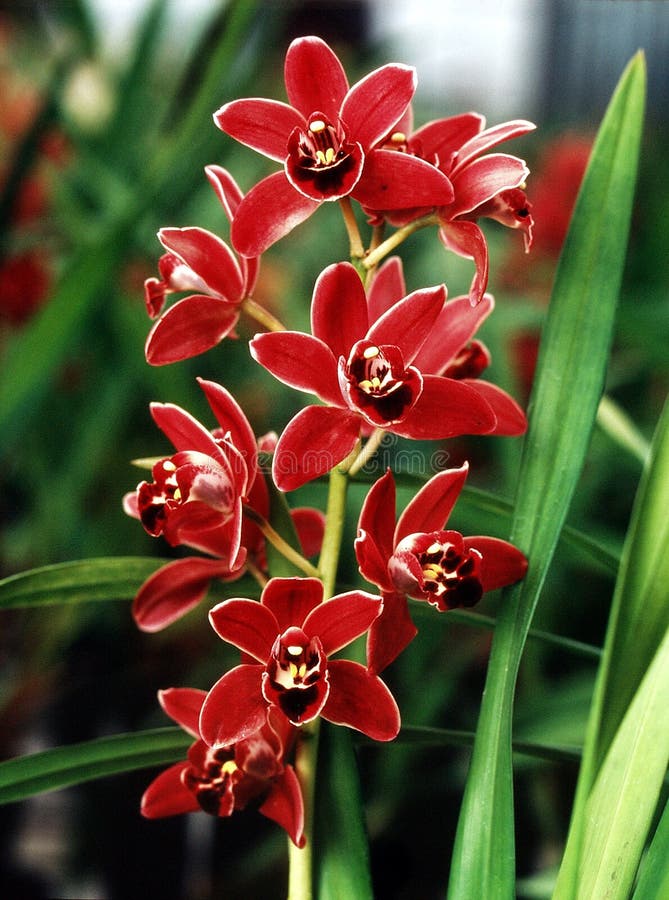 Red orchids stock image. Image of long, buds, orchid - 61357587