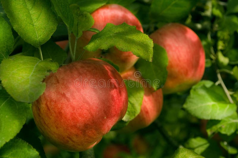 Red organic apples stock image. Image of ripe, orchard - 7178807